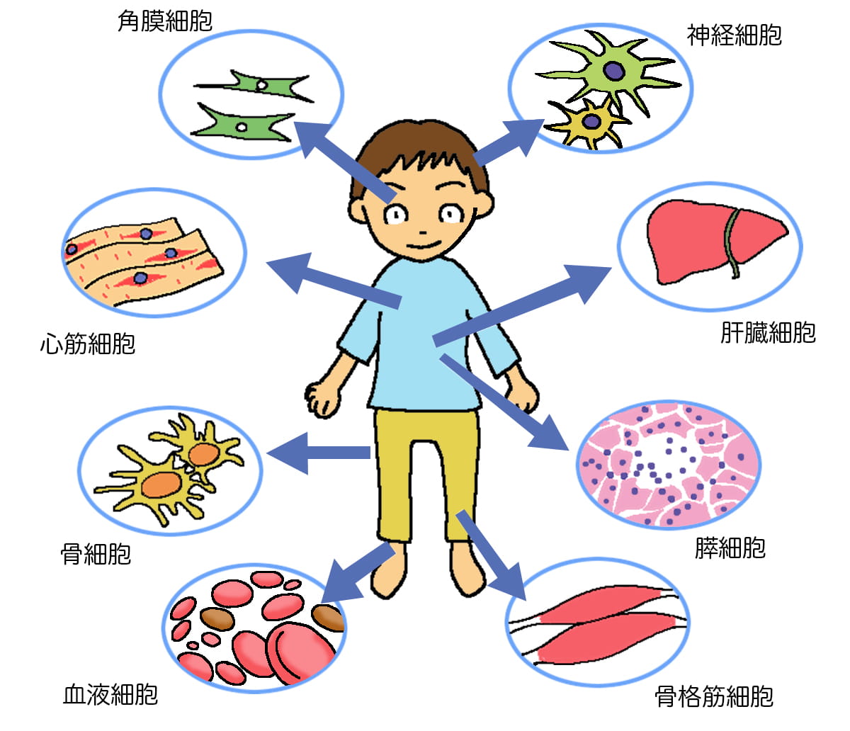 連載《人体MAPS》 第26話「細胞」│コカネット